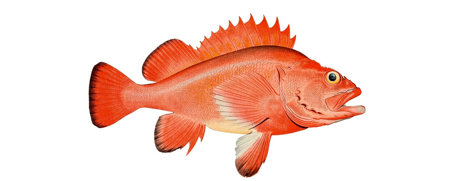 ROTBARSCH - Mikkelvik Brygge, Angelreisen, Heilbutt, Dorsch, Nordlicht ...